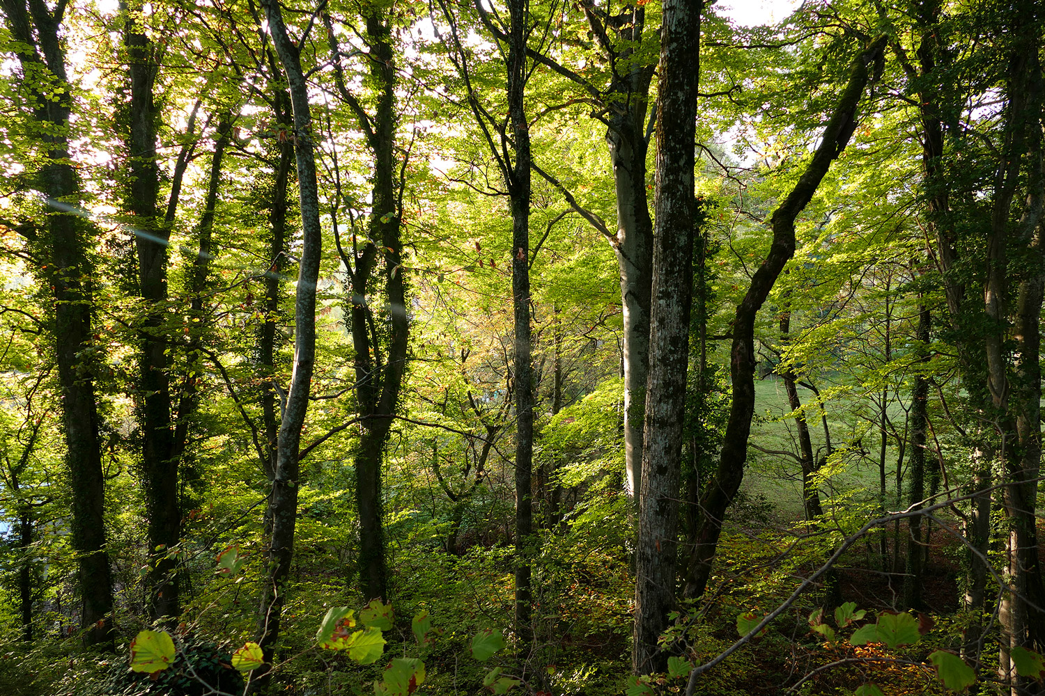 Ferme du Montant - domaine agrotouristique à Genolier